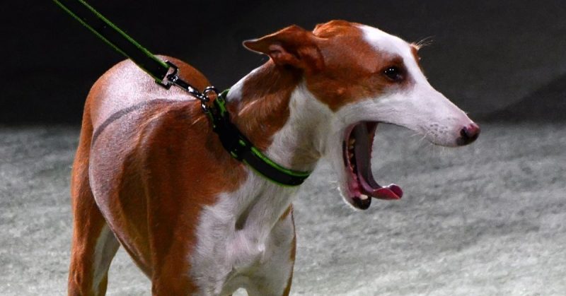 Pies ziewa i oblizuje nos - Co Mówi Pies?™ Ucz się z nami o psach!